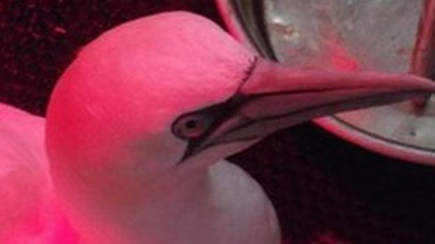 Rare rescue of poorly puffin in Guernsey - BBC News