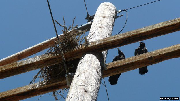 Power line nests put US ravens in pole position for prey - BBC News