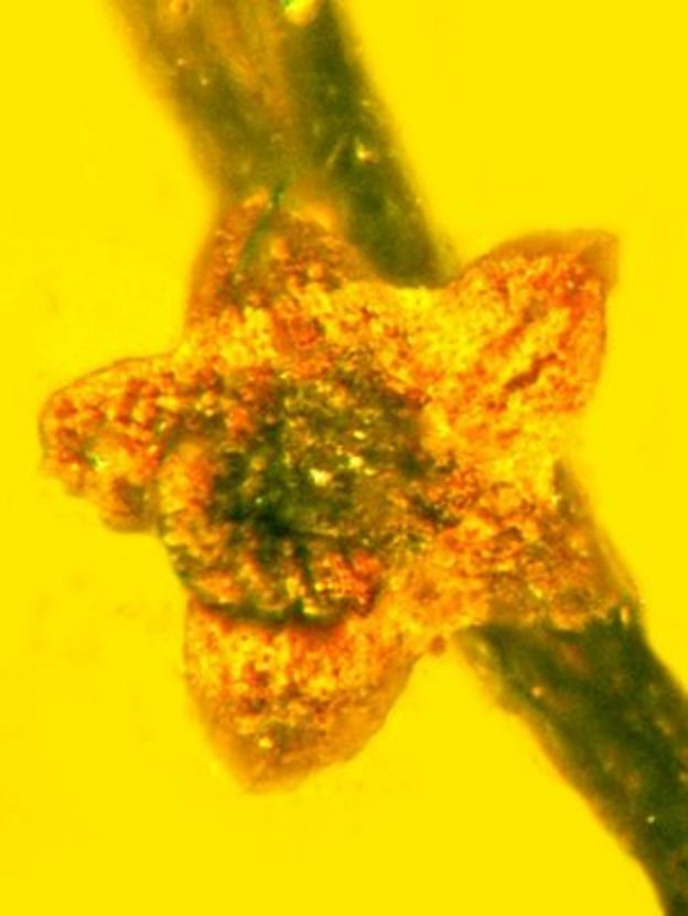 Oldest evidence of sex in flowering plants - BBC News