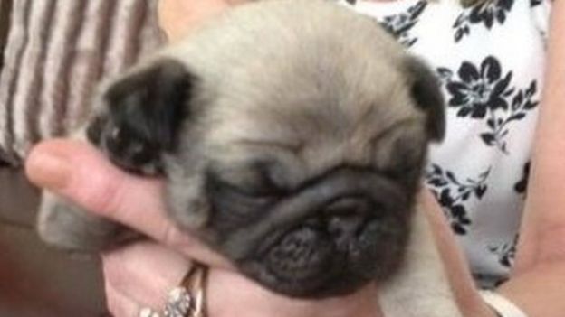 Pug puppy snatched in violent Nottingham raid at terminally ill man's ...
