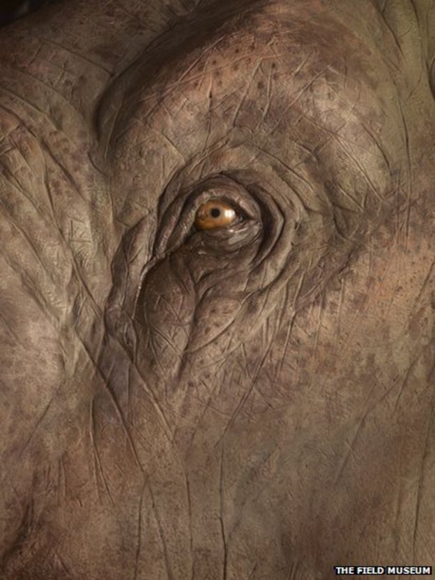 In pictures: Mammoths of the ice age - BBC News