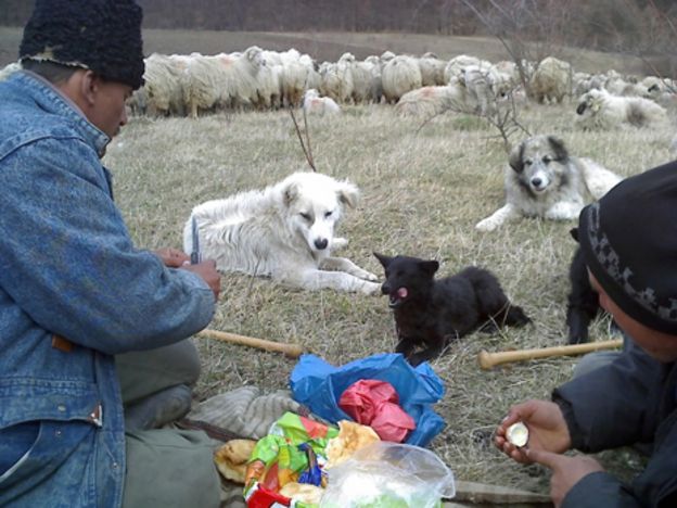 The ballad of the Romanian shepherd - BBC News