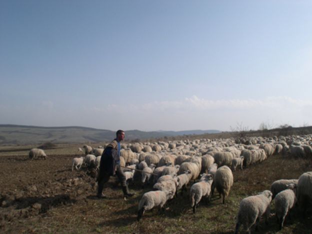 The ballad of the Romanian shepherd - BBC News