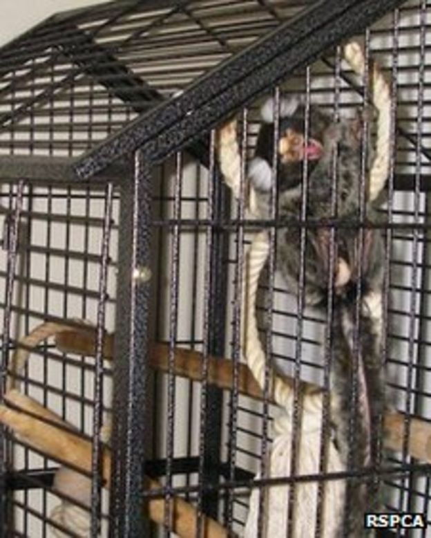 Man handed animal ban over monkey cruelty - BBC News
