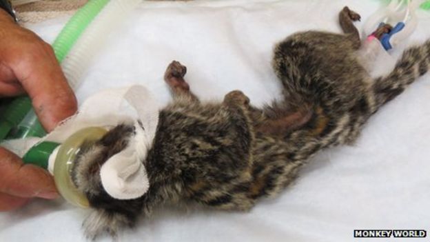 Man handed animal ban over monkey cruelty - BBC News