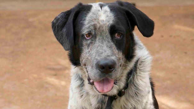 Tracking down a missing dog in Mali's corrupt capital - BBC News