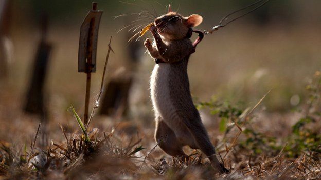 'Hog-nosed rat' discovered in Indonesian jungle - BBC Newsround