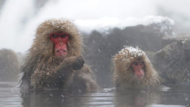 Japanese macaques take a warm bath - BBC Newsround