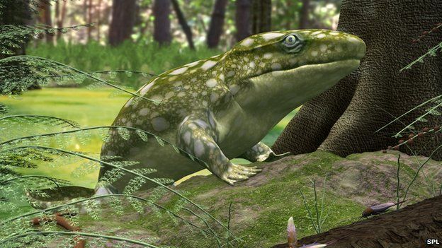 Genetic clue to how limbs evolved from fins - BBC News