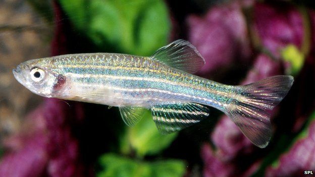 Genetic clue to how limbs evolved from fins - BBC News