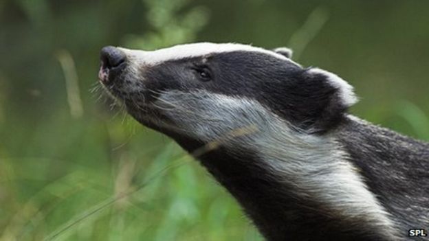 Trapped and shot badger cull numbers criticised - BBC News