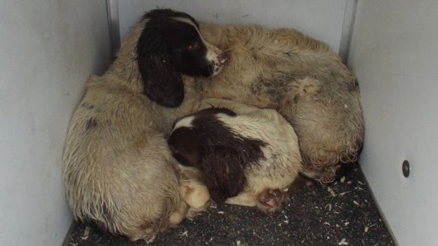 Donegal Pet Rescue: Shelter closes over re-homing backlog - BBC News