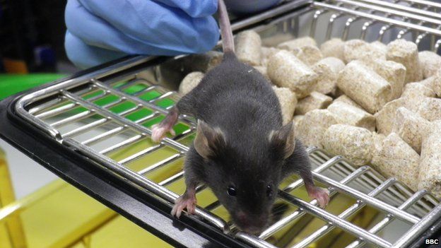 Why Oxford scientists are experimenting on monkeys - BBC News