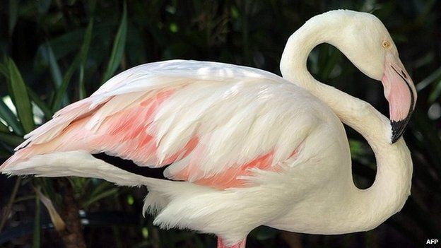 'World's oldest flamingo' dies in Australian zoo at 83 - BBC News