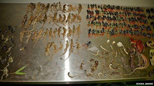 Hundreds of dead animals found at South Africa airport - BBC News