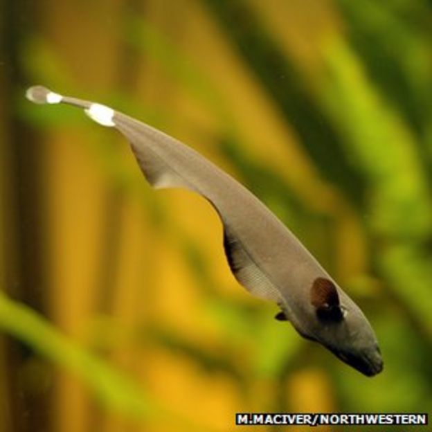 Amazon electric fish inspire underwater robotics - BBC News