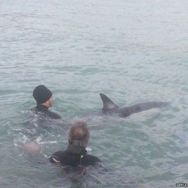 Stranded baby dolphin found on Pembroke Beach, Guernsey - BBC News