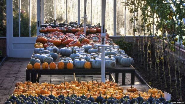 Stunning pictures of garden scenes from all over the world - BBC Newsround