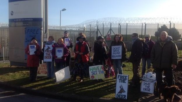 Protest over Sellafield deer cull - BBC News