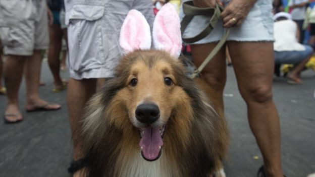 Colourful dogs parade in Brazil - BBC Newsround