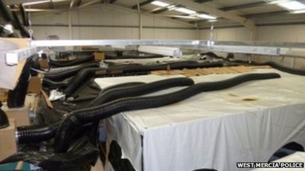'Largest ever' Herefordshire cannabis factory found - BBC News