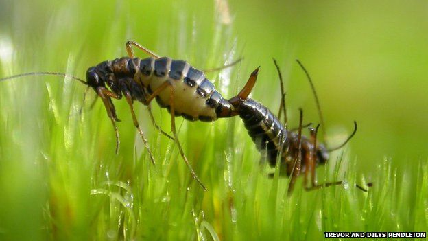 Snow flea found for the first time in Sherwood Forest - BBC News