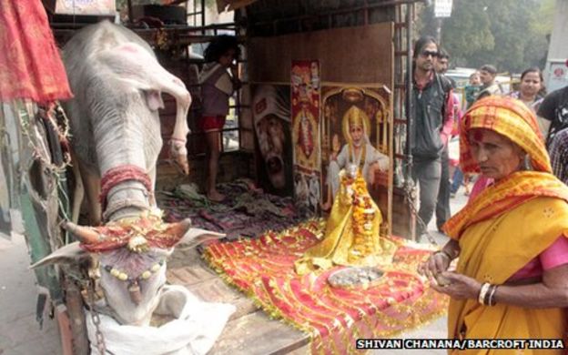 Five-legged cow thought to bring luck on tour in India - BBC News