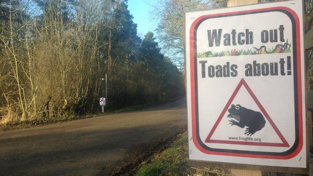 Sleaford volunteers help toads to cross road - BBC News