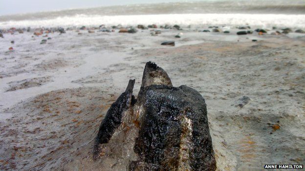 Ancient 10,000-year-old trees revealed by island storms - BBC News