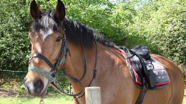 Nuneaton riding school gets 15-year lease following rent row - BBC News