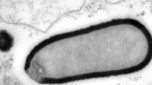 'Forgotten' US smallpox vials found in cardboard box - BBC News