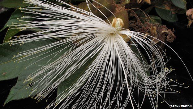 Live fast, die young strategy spawned Amazon tree boom - BBC News