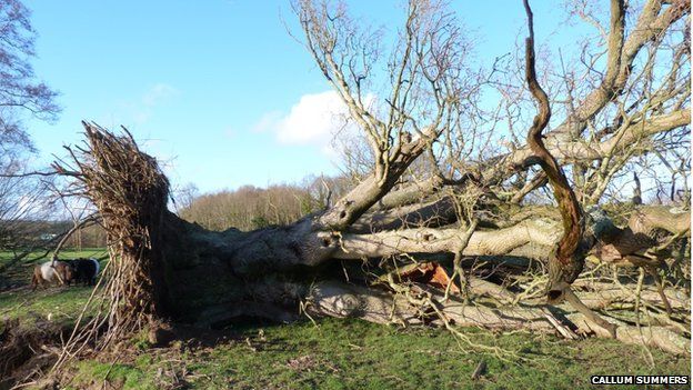 Tree storm damage 'worst since 1987' - BBC News