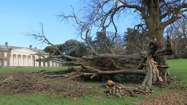 Winds cause worst loss of trees in 20 years - BBC Newsround