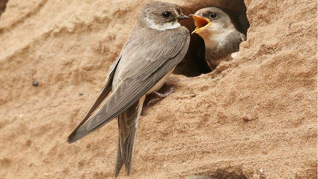 Attenborough Nature Reserve ranger finds more than 1,000 species - BBC News