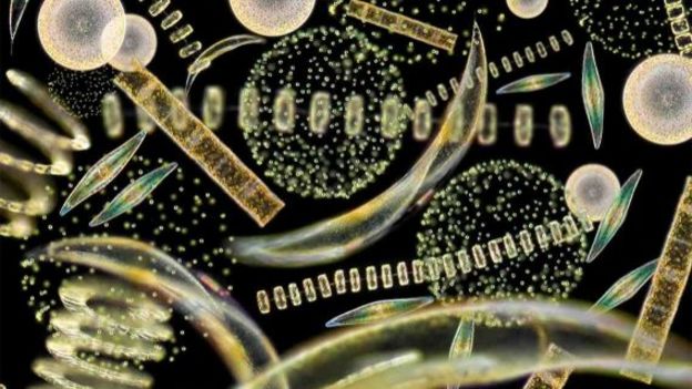 Ocean's hidden world of plankton revealed in 'enormous database' - BBC News