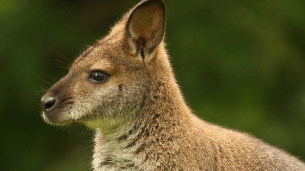 Wallaby spotted in Kingsclere gardens - BBC News