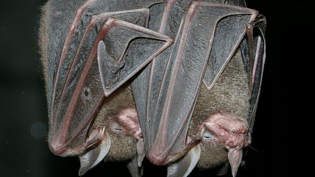 Bats 'fly by polarised light' - BBC News
