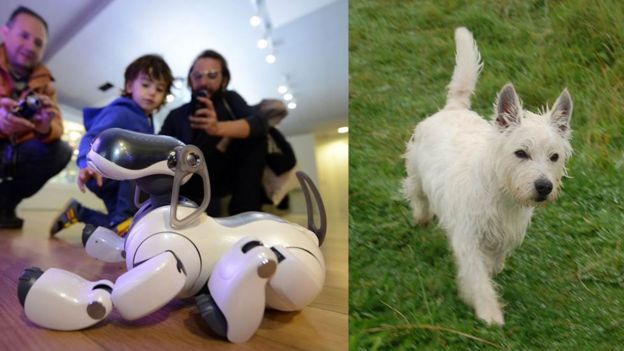 Amazing animal animatronics - BBC Newsround