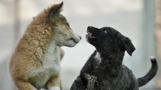 Dogs of war: The British woman rescuing Afghanistan's hounds - BBC News