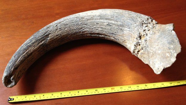 Extinct cattle horn found by fisherman in Severn estuary - BBC News