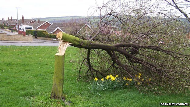 Vandals destroy 35 trees in attacks around Hoyland - BBC News