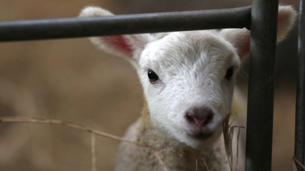 Scotland's timber industry warns of forest slump - BBC News