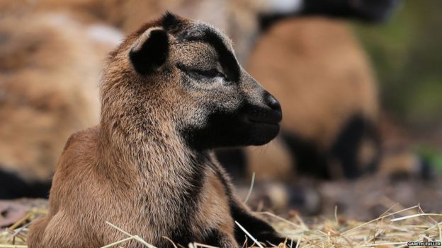 One of world's rarest breed of sheep born in the UK - BBC Newsround