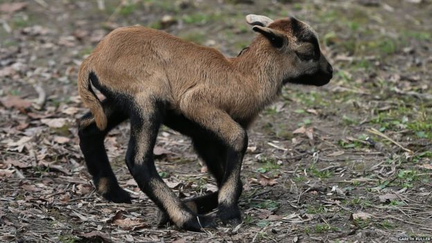 One of world's rarest breed of sheep born in the UK - BBC Newsround