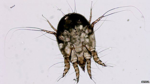 Cattle scab: First Scots case since 1980s found in Borders - BBC News