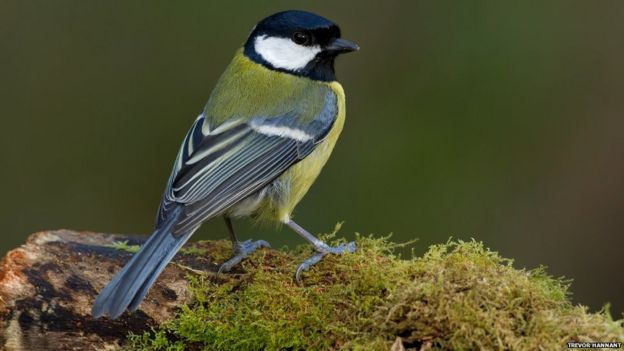 In pictures: Top British garden birds revealed - BBC Newsround