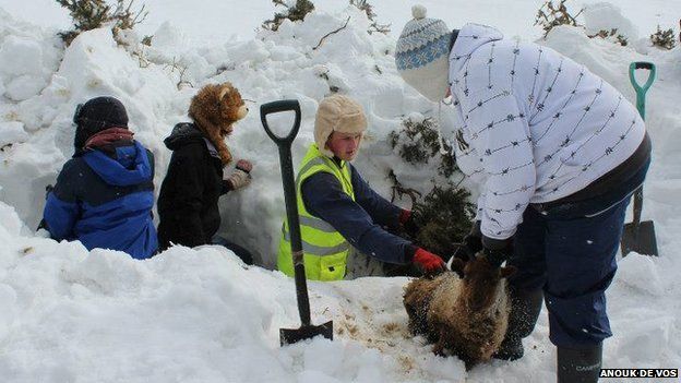Snow hit Manx famers 'still recovering' after 12 months - BBC News