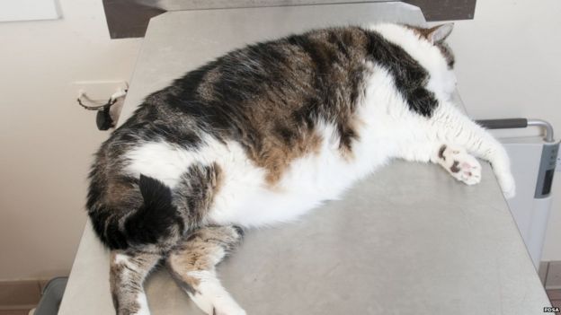 Meet the fat pets on a mission to lose weight - BBC Newsround