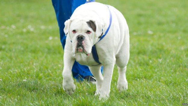 Meet the fat pets on a mission to lose weight - BBC Newsround